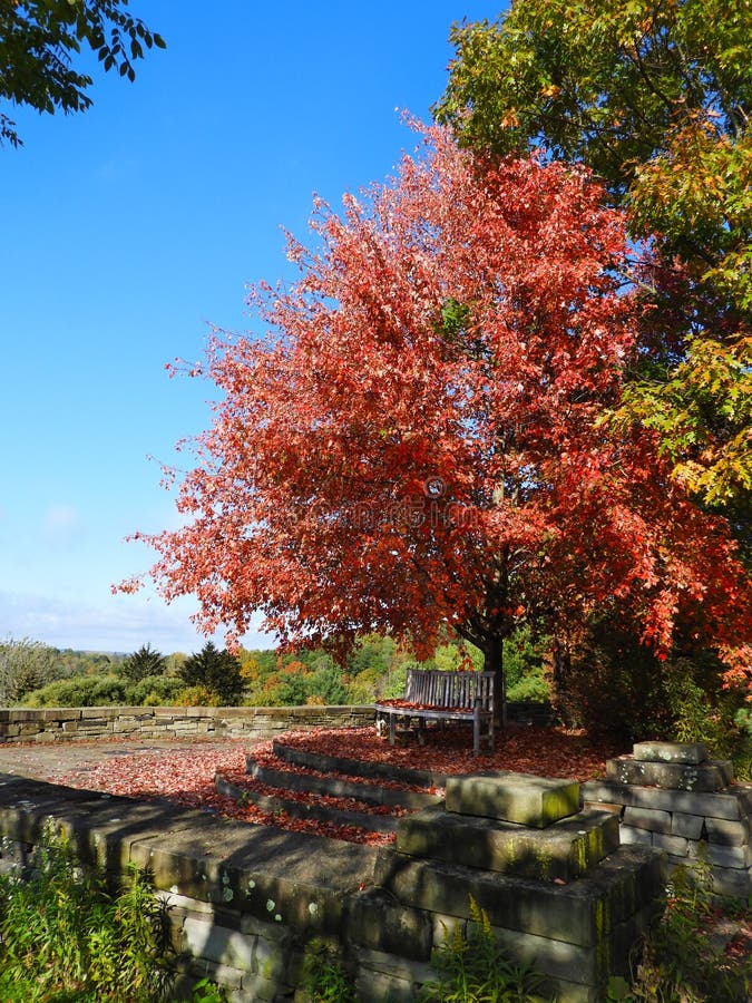 Fall Colors at Cornell Botanical Gardens Overlook Stock Image - Image ...