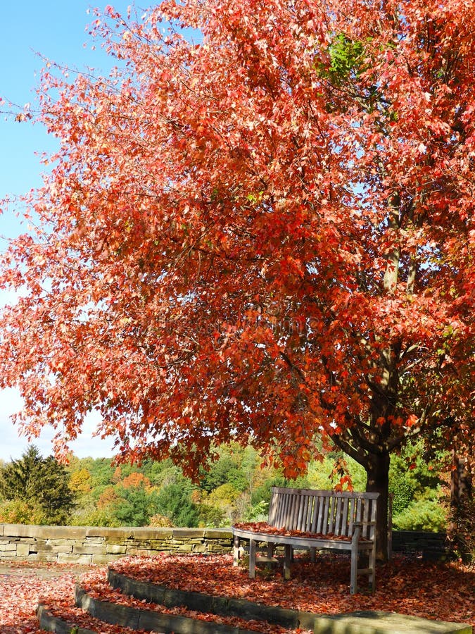 Fall Colors at Cornell University Overlook with Inviting Bench Stock ...