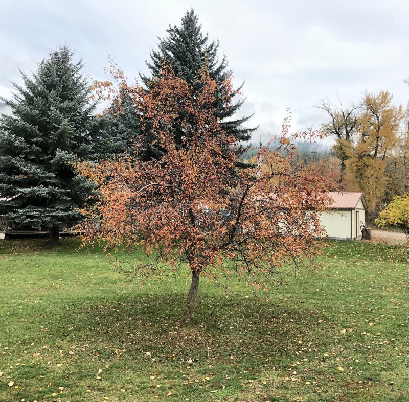 Fall Colors on Crab Apple Tree Stock Photo - Image of garage, fallen ...
