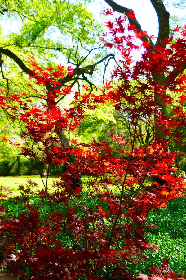 Fall Colors of Deep Red Maple Tree Stock Photo - Image of park, fall ...