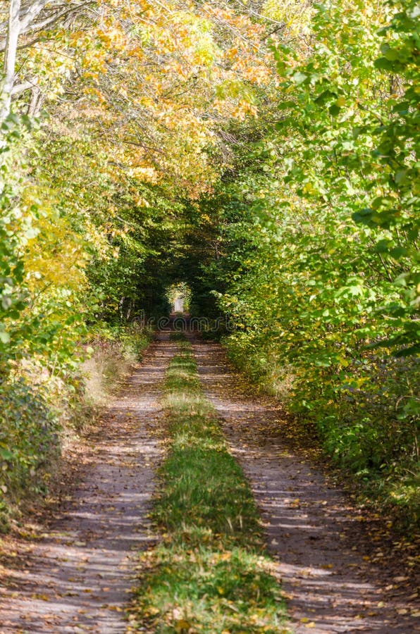 Fall Colors by a Dirt Road with Light in the Tunnel Stock Photo - Image ...
