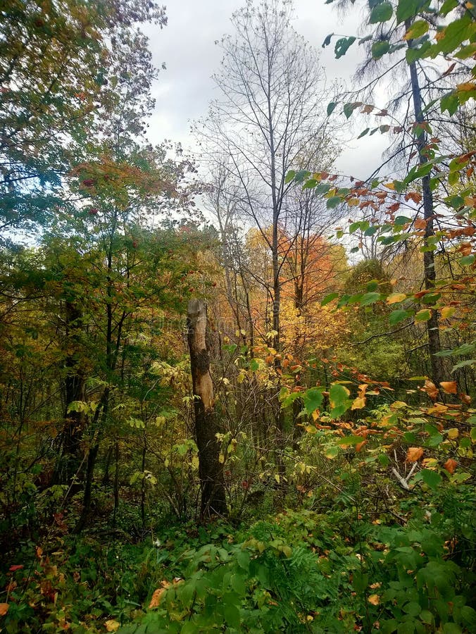 Colorsduluth Stock Photos - Free & Royalty-Free Stock Photos from ...