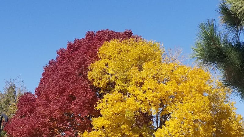 Fall colors early stock image. Image of yellow, early - 134243597