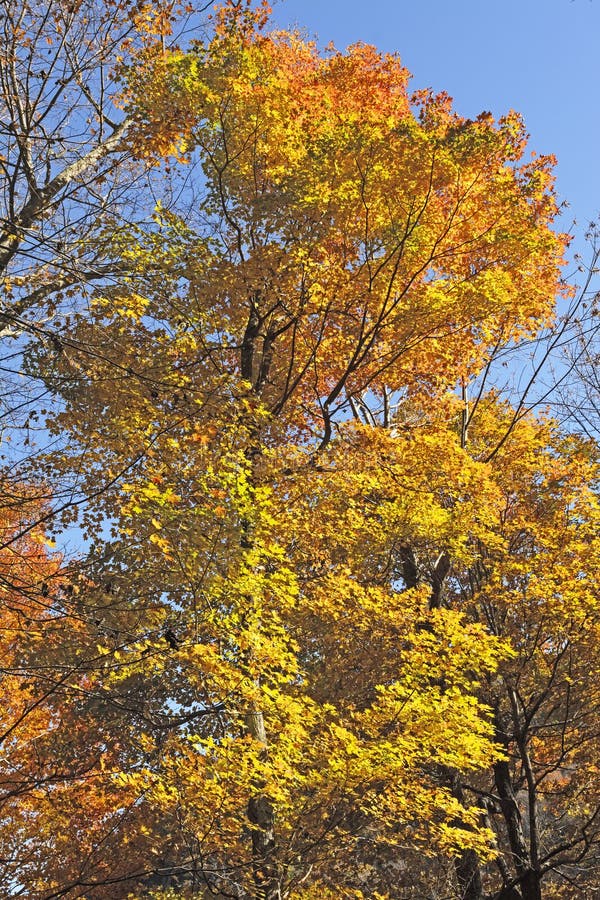 Fall Colors in an Eastern Forest Stock Photo - Image of outdoor, scenic ...