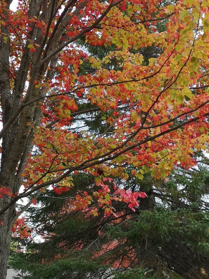 Fall colors stock photo. Image of fall, tree, canada - 138830122