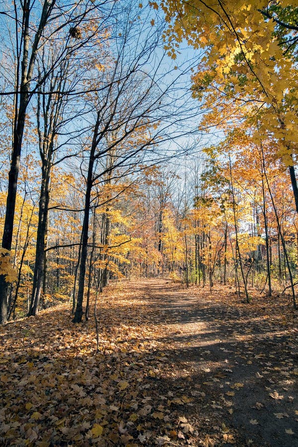 Fall colors stock image. Image of environment, season - 250996915