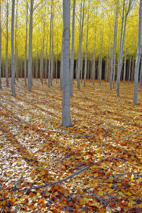 Fall Colors stock image. Image of wild, pulp, green - 224848967