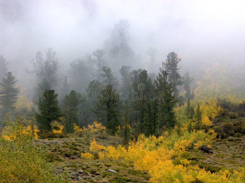Fall colors and Fog stock image. Image of tree, rain, nevada - 394095