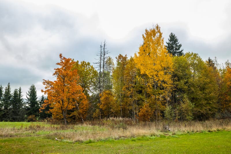 Fall Colors in Forest. Brightly Colored Autumn Trees in Finland Stock ...