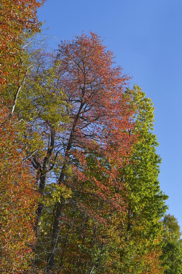 Fall colors in forest. stock photo. Image of color, park - 102443338