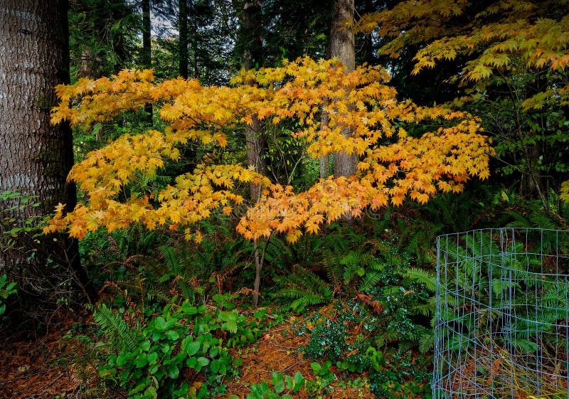 Fall Colors in Forest stock photo. Image of northwest - 91525416