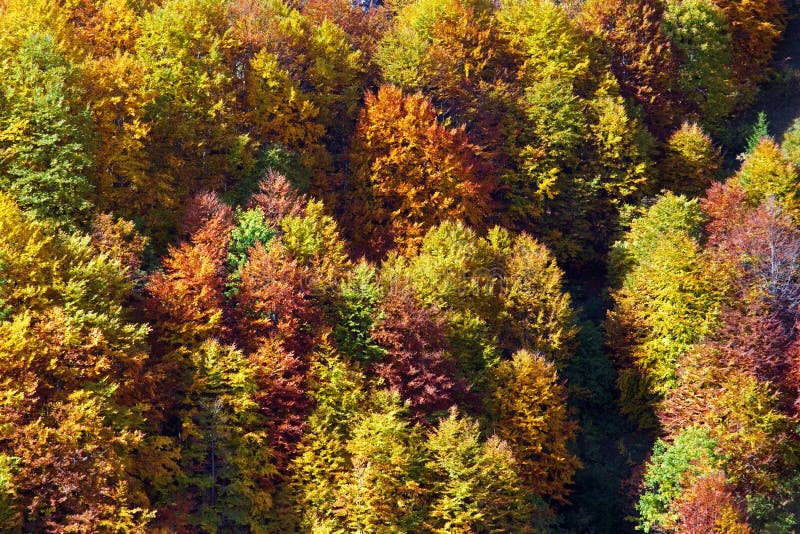 Fall Colors of a Forest in Italian Alps Stock Photo - Image of italy ...