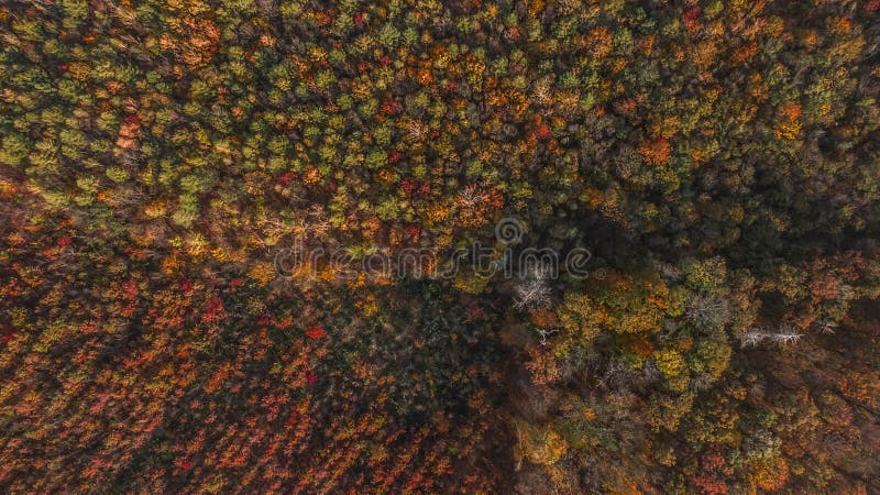 Fall Colors in the Forest with Sky Stock Photo - Image of country, fall ...