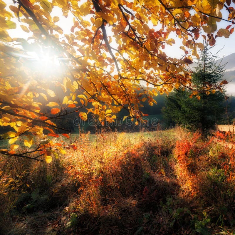 Fall colors garden stock image. Image of wood, grass - 54872737