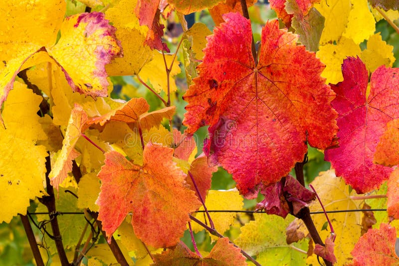 Fall Colors of Grape Leaves Stock Photo - Image of fall, states: 90258600