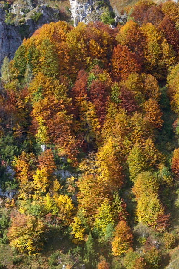 Fall Colors of Italian Alps Stock Photo - Image of plants, colors: 60733118