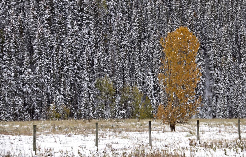 Fall Colors Kananaskis stock photo. Image of color, tree - 131023632