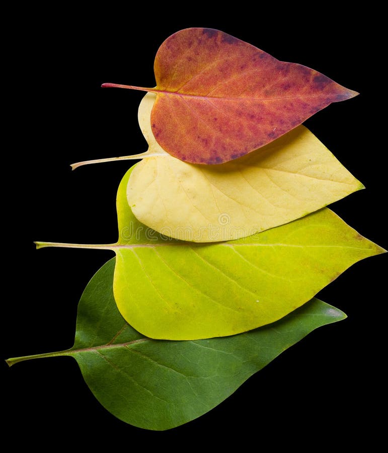 Fall Colors - Leaves stock photo. Image of lilac, leaf - 3402980
