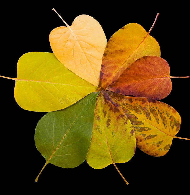 Fall Colors - Leaves stock photo. Image of fall, black - 3402992