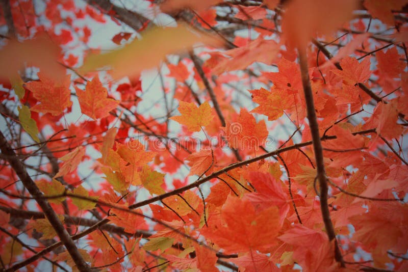 Fall colors stock image. Image of colors, fall, little - 102026071