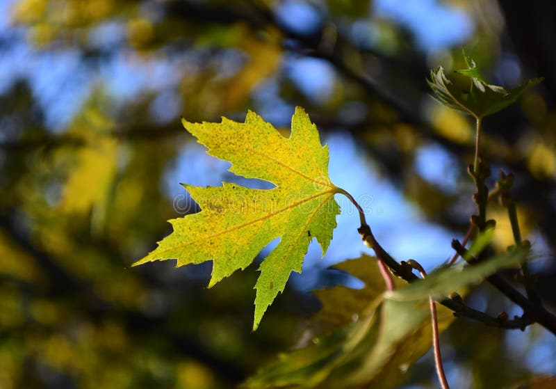 Fall colors, maple leaf stock photo. Image of rust, yellow - 117761558