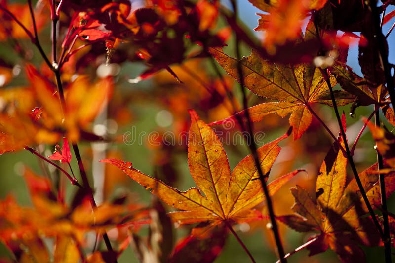 Fall Colors on Maple Leaves Stock Photo - Image of forest, leaves ...