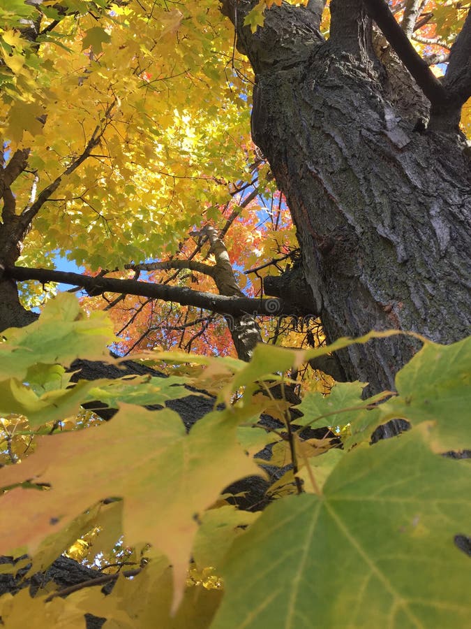 Maple Colors stock image. Image of green, changing, maple - 70322631