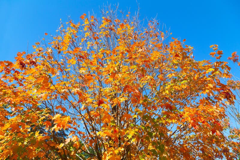 Fall colors of maple tree. stock photo. Image of fall - 45586074