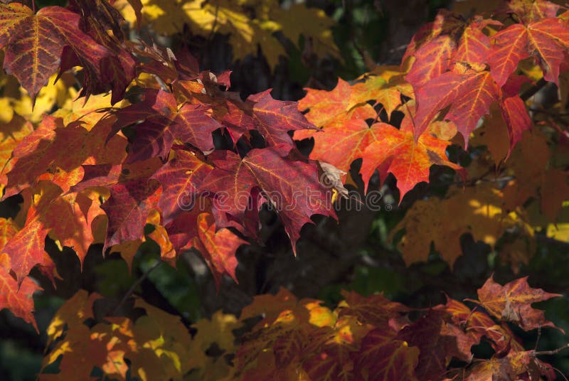 Fall Colors after the Storm Stock Photo - Image of nature, clouds: 21916404