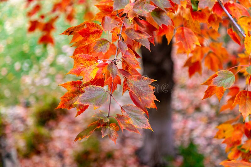 Fall Colors of Maple Tree Leafs Stock Photo - Image of leaf, redyellow ...