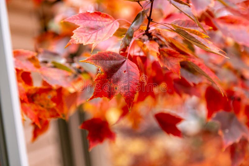 Fall Colors of Maple Tree Leafs Stock Photo - Image of fiery, omaha ...