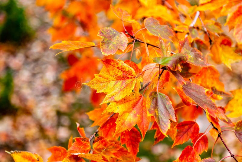 Fall Colors of Maple Tree Leafs Stock Image - Image of leaf, fall ...