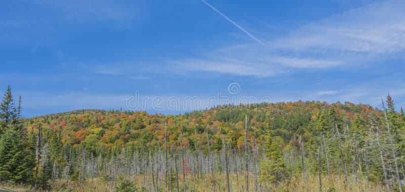 Fall Colors and Marshland stock photo. Image of landscape - 61526876