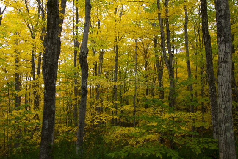 Fall Colors, Upper Peninsula of Michigan Stock Image - Image of ...