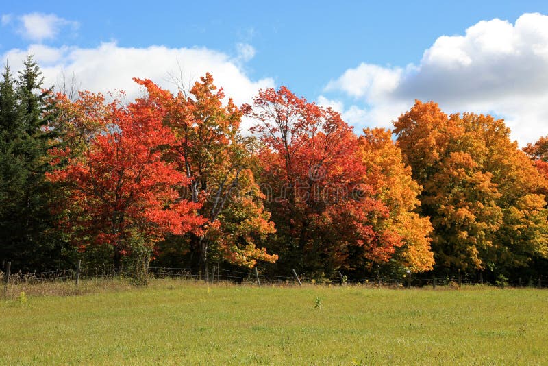 Fall colors in Minnesota stock image. Image of white - 44991125