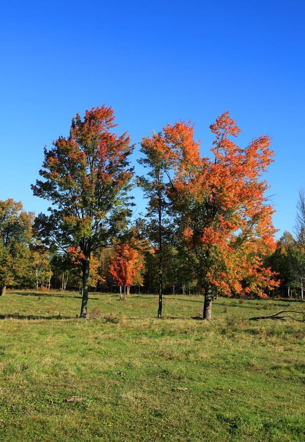 Fall colors in Minnesota stock image. Image of plant - 44997109