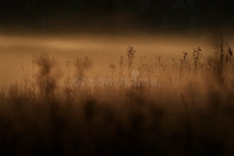 Fall Colors in the Morning Mist Stock Image - Image of morning, fall ...