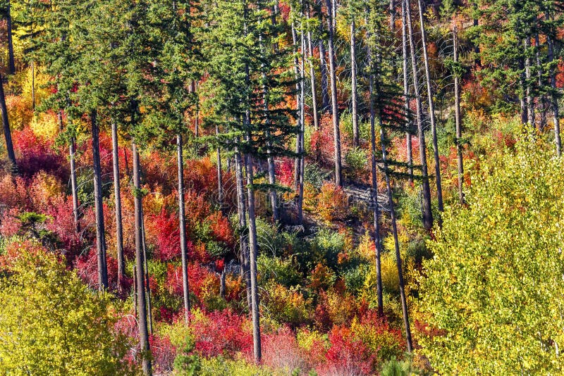 Fall Colors Mountain Sides Forest Stevens Pass Washington Stock Image ...