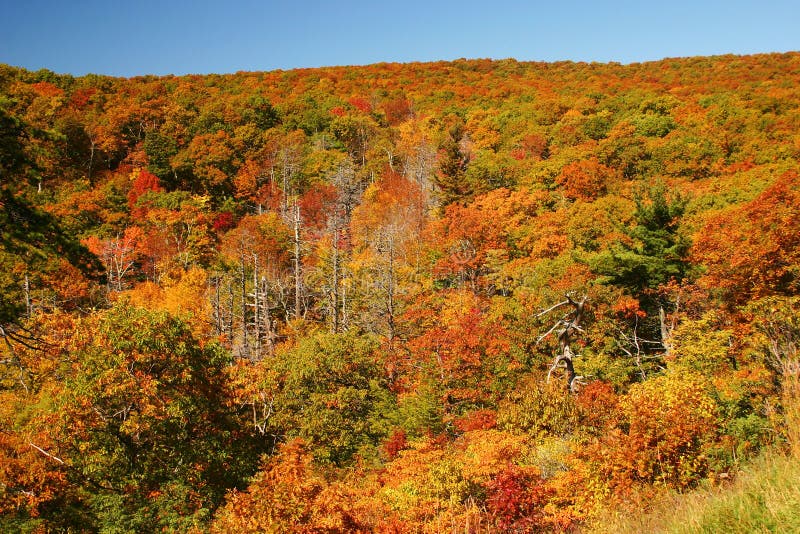 Fall Colors in the Mountains Stock Photo - Image of colorful, woods ...