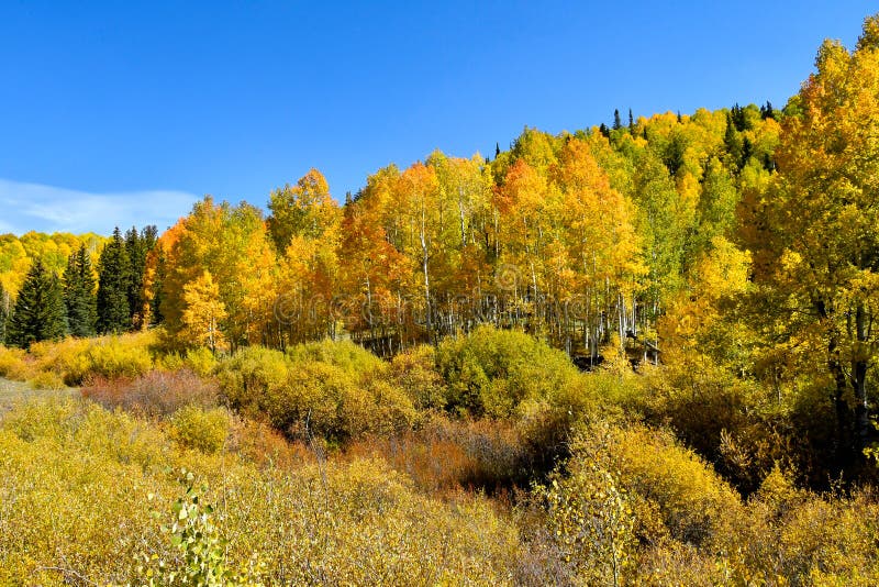Fall Colors in Colorado on a Sunny Day Stock Image - Image of colorado ...