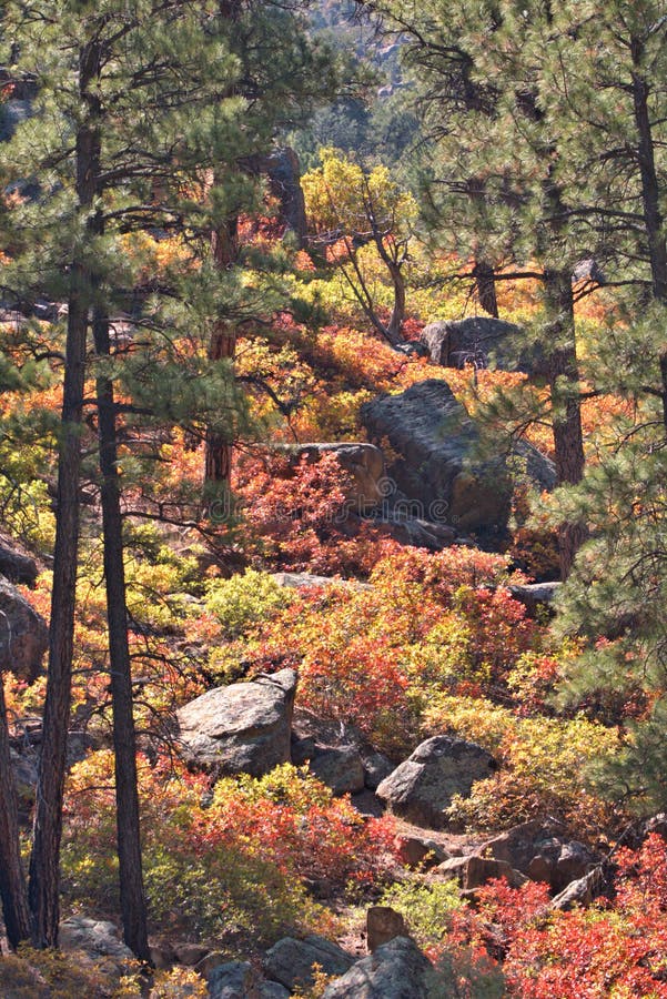 Fall Colors in the Mountains Stock Image - Image of bush, hikers: 201797005