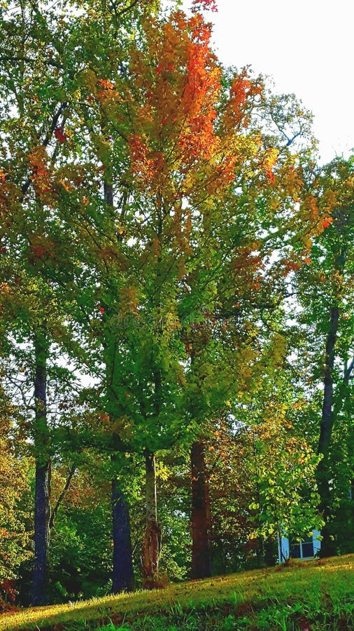 Rainbow tree in fall stock photo. Image of tree, fall - 102046348
