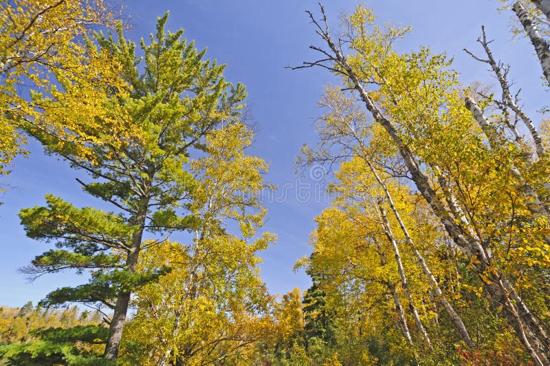 Fall Colors in the North Woods Stock Photo - Image of park, remote ...