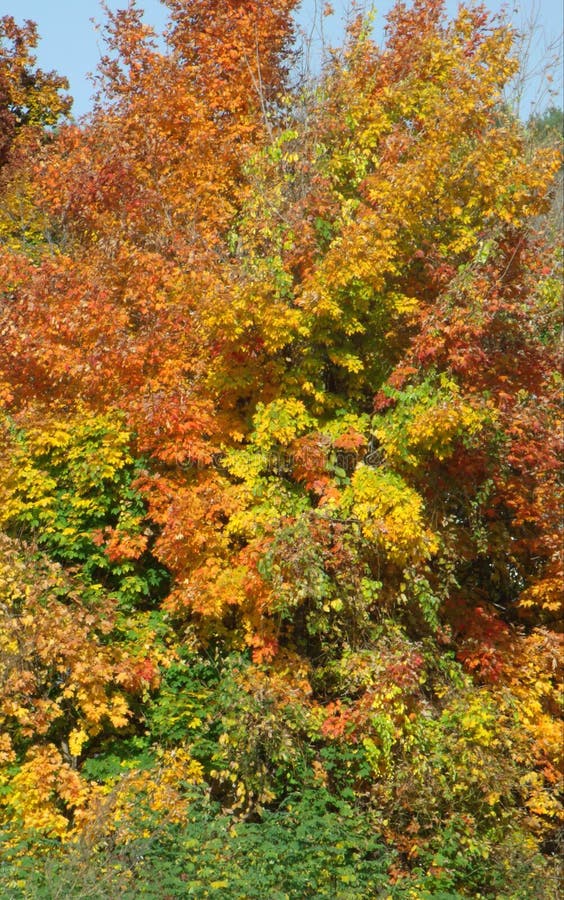 Fall Colors Northern New England Stock Image - Image of shrub, maple ...