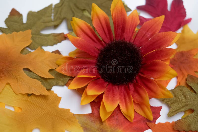 Fall colors stock image. Image of daisy, colors, black - 124648013
