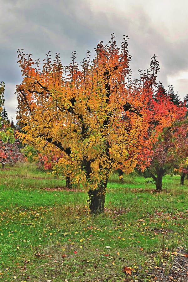 Fall Colors in the orchard stock image. Image of apple - 90945917