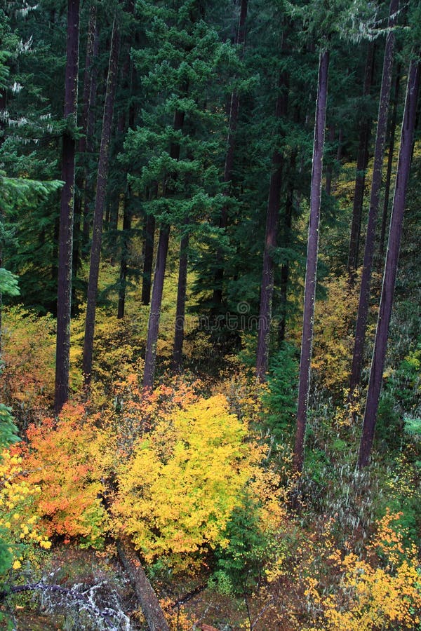 Fall Colors Oregon Wilderness Trees from Above Stock Photo - Image of ...