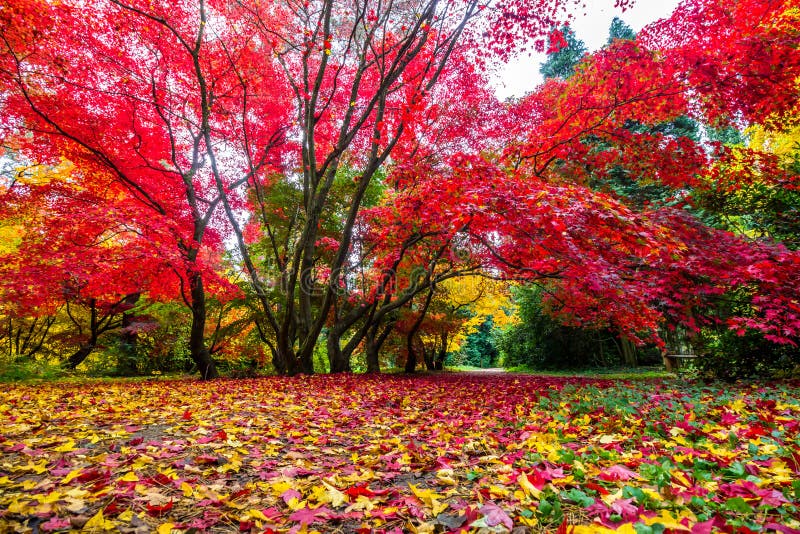 Fall colors in the park stock photo. Image of seasons - 162149648
