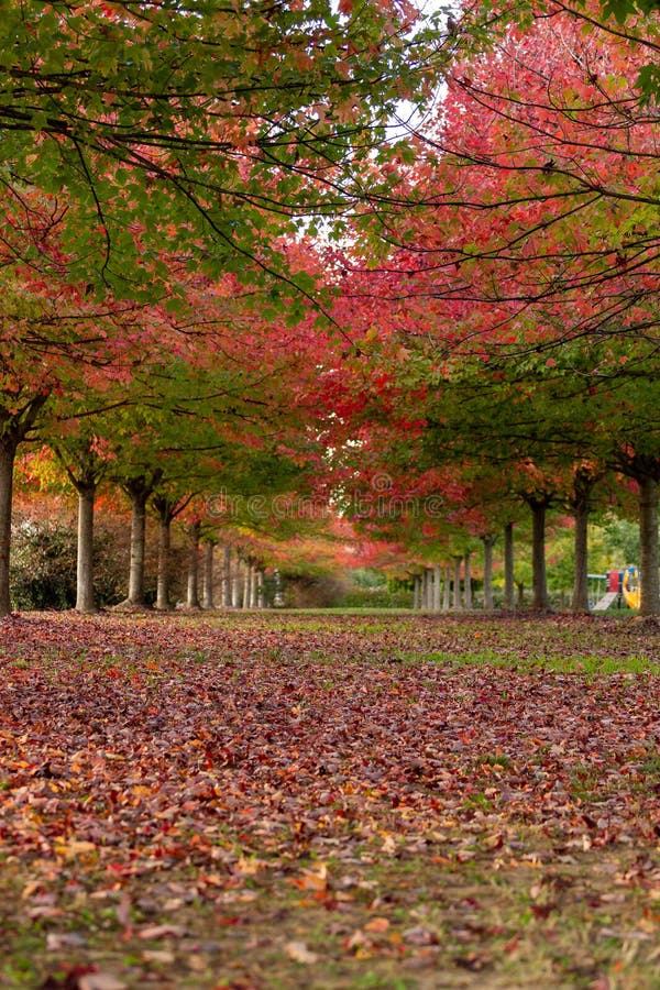 Fall colors in a park stock image. Image of tree, maple - 261087639