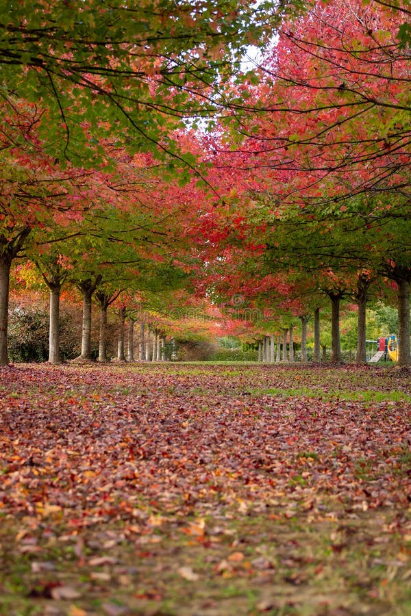 Fall colors in a park stock image. Image of outdoor - 261087647